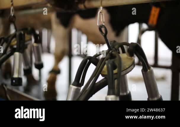Cows milking machines Stock Videos & Footage - HD and 4K Video Clips ...