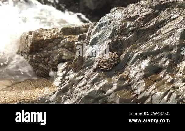 Seashell and wet rock Stock Videos & Footage - HD and 4K Video Clips ...