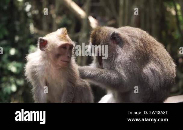 Two adult Long-Tailed macaque monkeys inspecting for bugs. Finding a ...