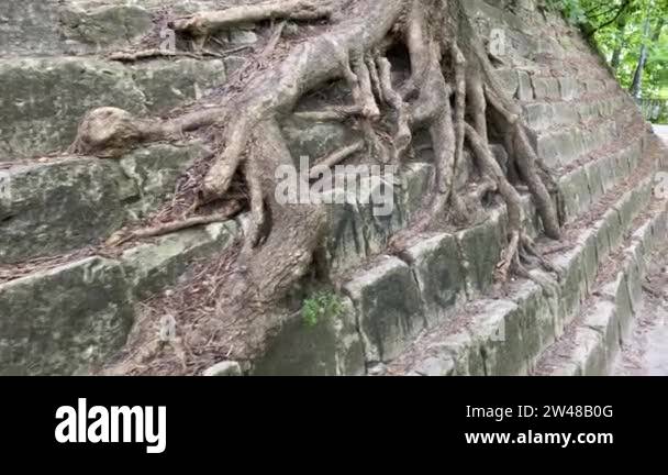 Tree trunk root roots Stock Videos & Footage - HD and 4K Video Clips ...