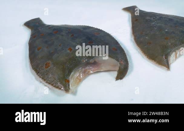 Plaice fish Stock Videos & Footage - HD and 4K Video Clips - Alamy