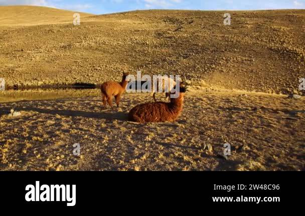 Real sheep Stock Videos & Footage - HD and 4K Video Clips - Alamy