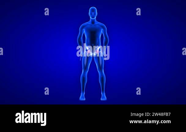 Hip Pain animation. Blue Human Anatomy Body 3D Scan render - seamless ...