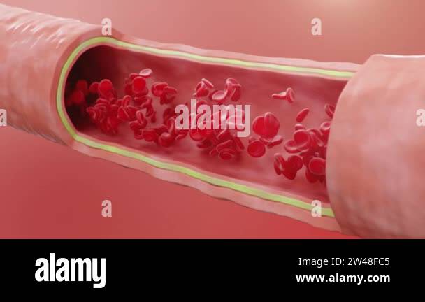 Red blood cells flow inside an artery, cross section artery view ...