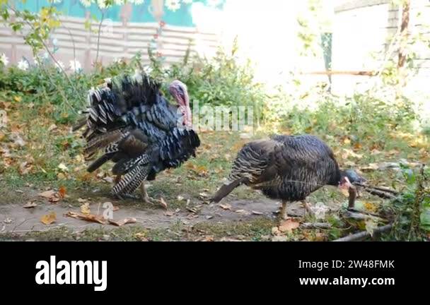 Turkey snood Stock Videos & Footage - HD and 4K Video Clips - Alamy