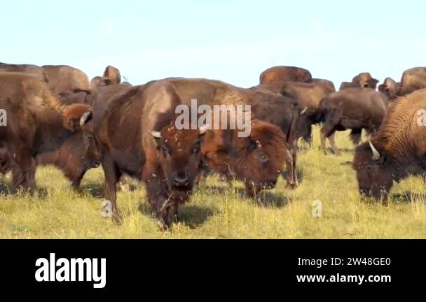 Bison mating Stock Videos & Footage - HD and 4K Video Clips - Alamy