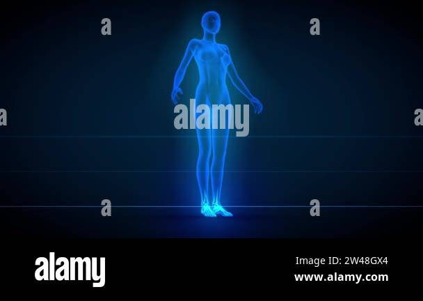 Illustration female body organs Stock Videos & Footage - HD and 4K ...
