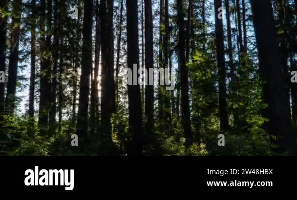 Green Forest. Pine Trees Fairy Forest. Trees pattern. Camera movement ...