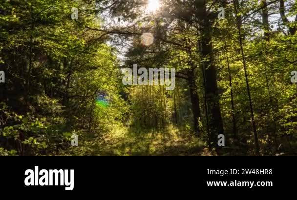 Green Forest. Pine Trees. Camera movement inside the forest. Wonderful ...