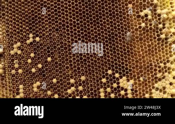 Honey bee on honeycomb close Stock Videos & Footage - HD and 4K Video ...