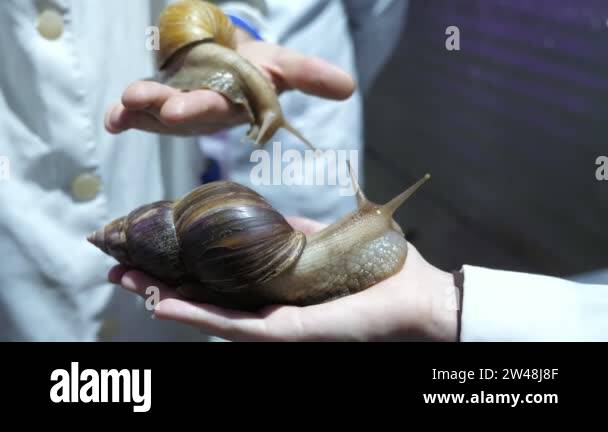 Two giant snails in big shells with long tendrils on hands of cafe ...