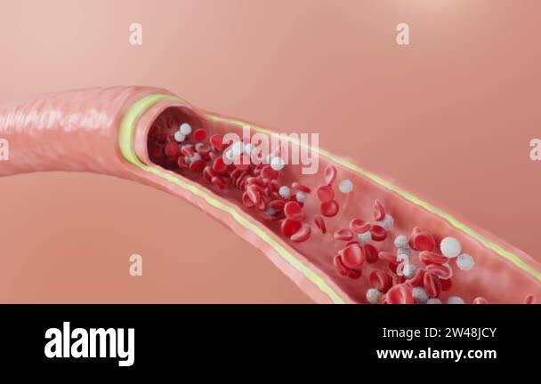 Red blood cells flow inside an artery, vein. Healthy arterial cross ...