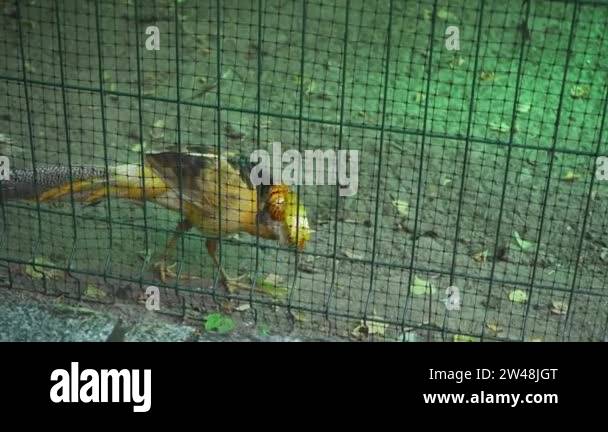 Pheasant, male, common pheasant is in the aviary. Breeding pheasants on ...