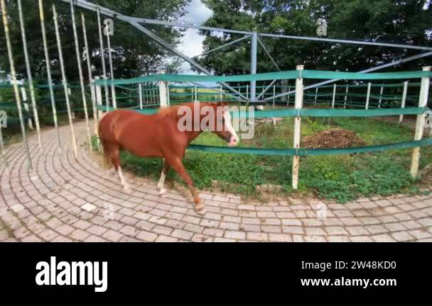 Horse run in a circle. Training horses, drive around by metallic ...