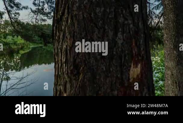 Green Forest. Pine Trees. Camera movement inside the forest. Wonderful ...