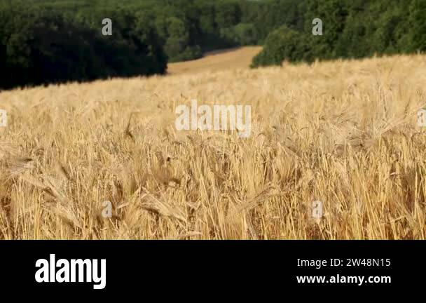 Golden crops waving Stock Videos & Footage - HD and 4K Video Clips - Alamy
