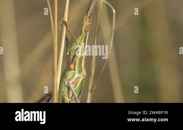 Antennae sword Stock Videos & Footage - HD and 4K Video Clips - Alamy