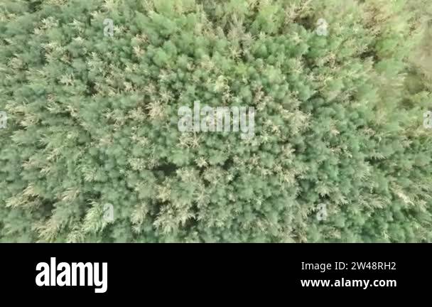 Medical marijuana plants. Hemp bushes sway in wind. Ripe hemp with ...