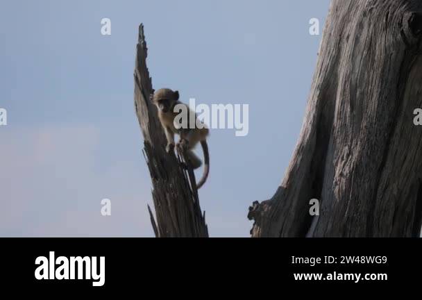 Baboon baby tree Stock Videos & Footage - HD and 4K Video Clips - Alamy