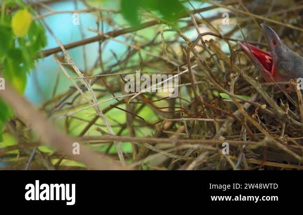 Baby crow is lying in the nest and hatching waiting for their mother ...