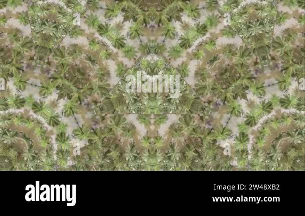 Optical illusion tree Stock Videos & Footage - HD and 4K Video Clips ...