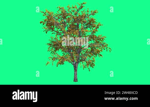 European Linden Chromakey Tree Chroma Key Alfa Alfa Channel Swaying ...