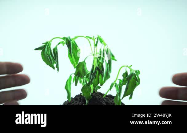 Hand withers Stock Videos & Footage - HD and 4K Video Clips - Alamy