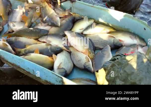 Commercial a fish Stock Videos & Footage - HD and 4K Video Clips - Alamy