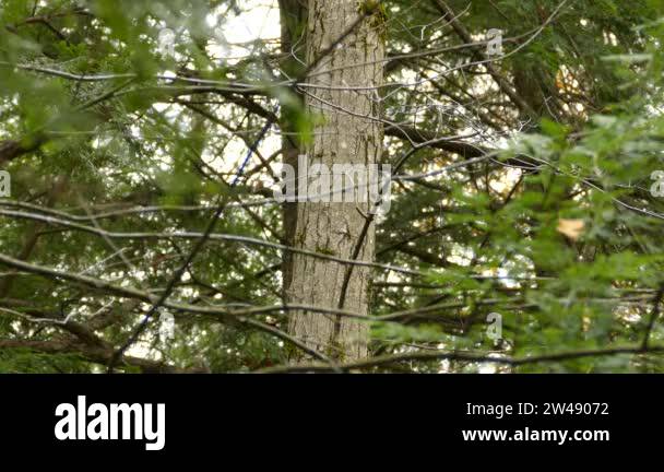 North american land bird Stock Videos & Footage - HD and 4K Video Clips ...