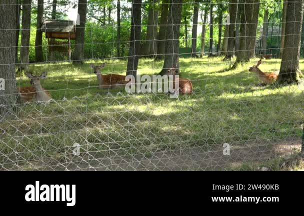 Roe green park Stock Videos & Footage - HD and 4K Video Clips - Alamy