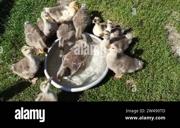 Brood goslings on grass Stock Videos & Footage - HD and 4K Video Clips ...
