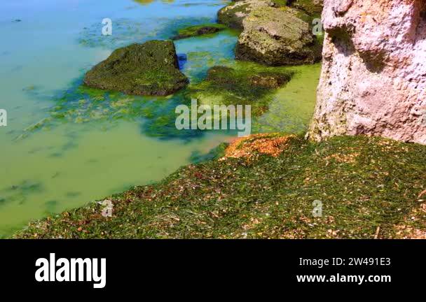 Harmful algal bloom (Microcystis aeruginosa) and Enteromorpha in the ...