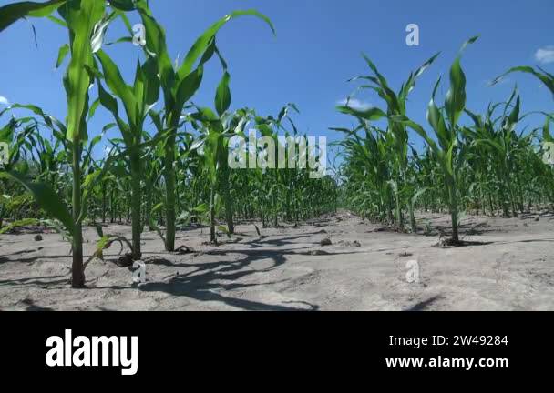 Young green corn, maize sprouts, shoots, planted in rows in field on ...
