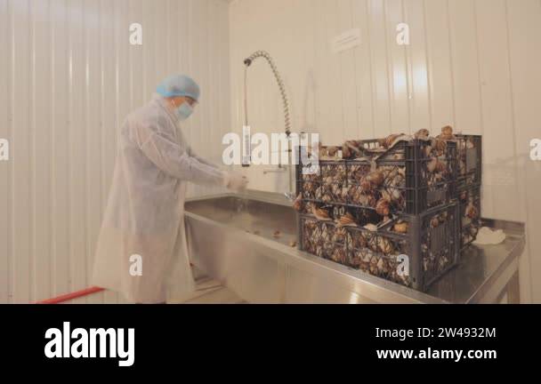 Extraction of mucin from snails. The modern method of snail extraction ...