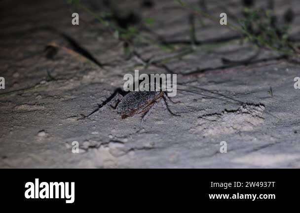African Big Cockroach with Long Antennae Crawling along Sand at Night ...