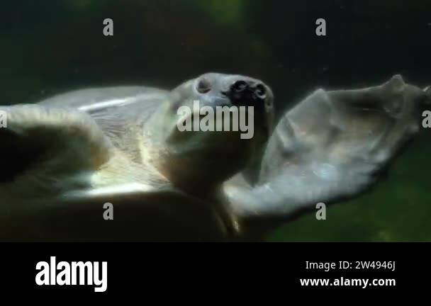 Turtle nose Stock Videos & Footage - HD and 4K Video Clips - Alamy