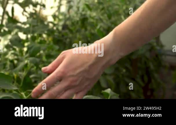 Farmer is carefully running his hand over the green leaves of tomato ...