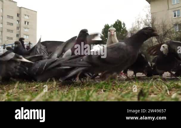 Large group of pigeons walks and pecks food, takes off, close-up ...