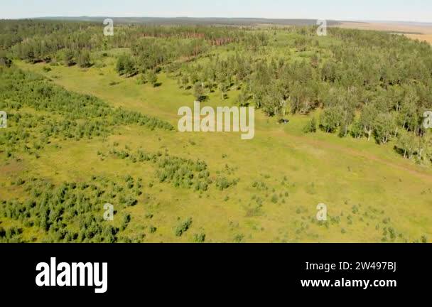 Evergreen pine trees and dense forests surround green meadows covering ...