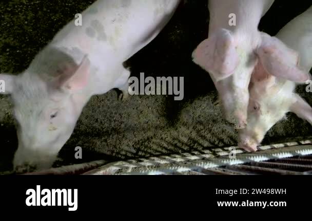 Animal farm film pigs Stock Videos & Footage - HD and 4K Video Clips ...