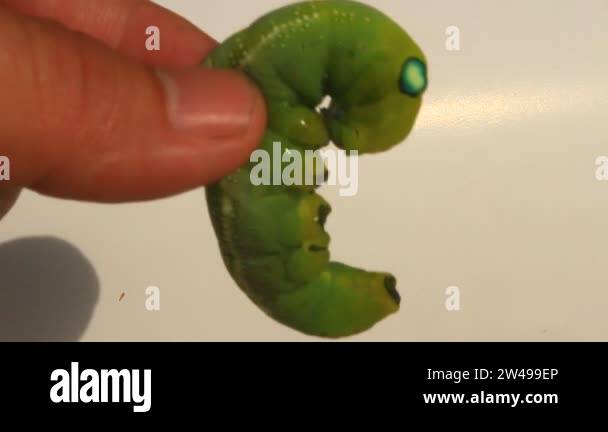 Hand worm Stock Videos & Footage - HD and 4K Video Clips - Alamy