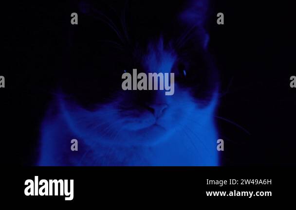 Illuminated cat Stock Videos & Footage - HD and 4K Video Clips - Alamy