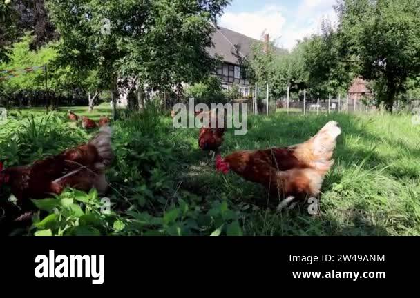 Poultry farming germany Stock Videos & Footage - HD and 4K Video Clips ...
