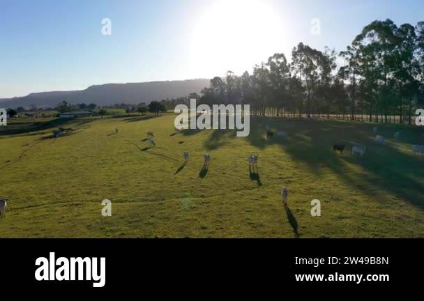 Sunrise view of rural life in the countryside. Trees scene.Sunrise view ...
