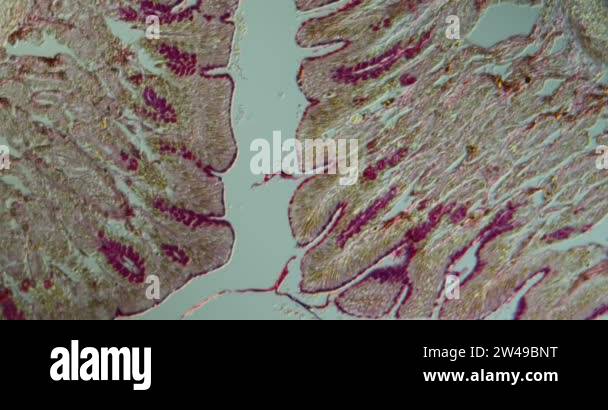 Intestine of the rat in cross section under the microscope 100x Stock ...