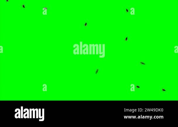 Flies Sitting on Wall Green Screen Stock Video Footage - Alamy