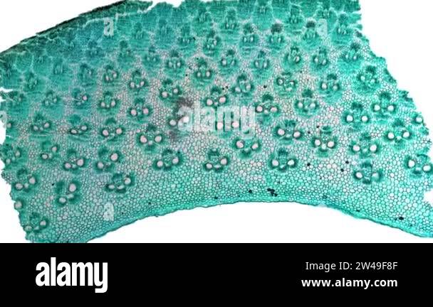 Stem micrograph Stock Videos & Footage - HD and 4K Video Clips - Alamy