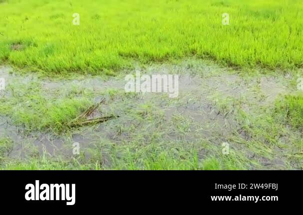 Rain flooded farm field crop Stock Videos & Footage - HD and 4K Video ...