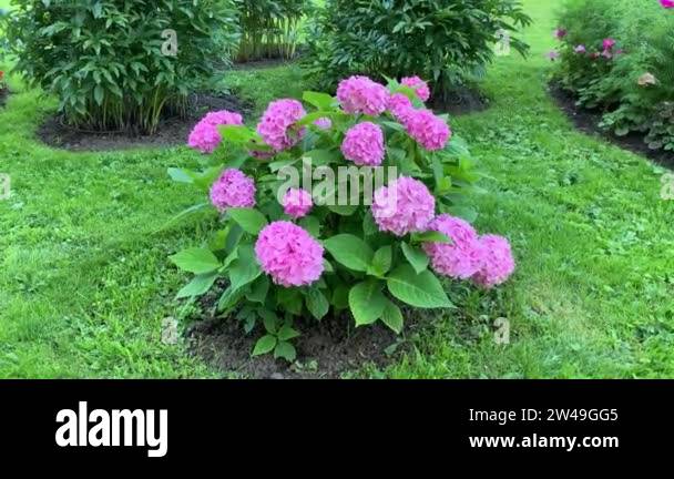 single hydrangea with a lot of pink flowers spherical shape, green ...