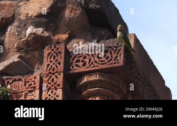Parrot tower Stock Videos & Footage - HD and 4K Video Clips - Alamy